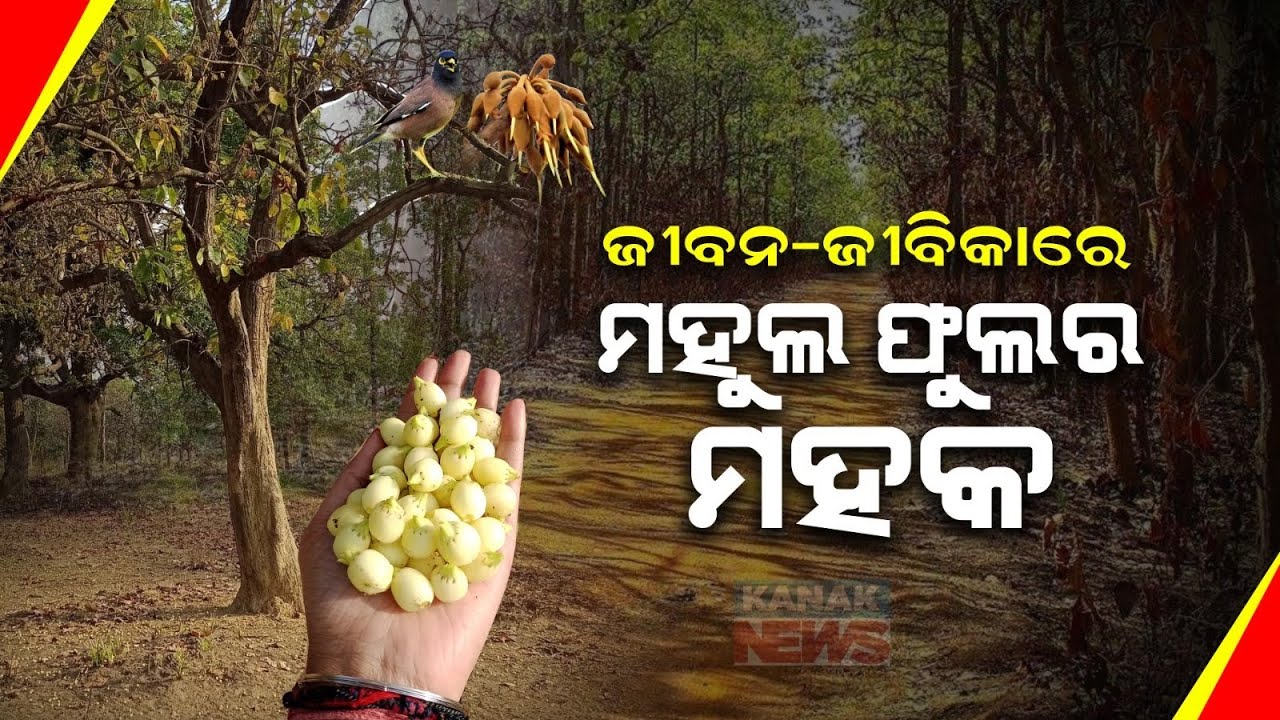 Special Report: Mahula Flower - A Reliable Source Of Tribal Livelihood ...