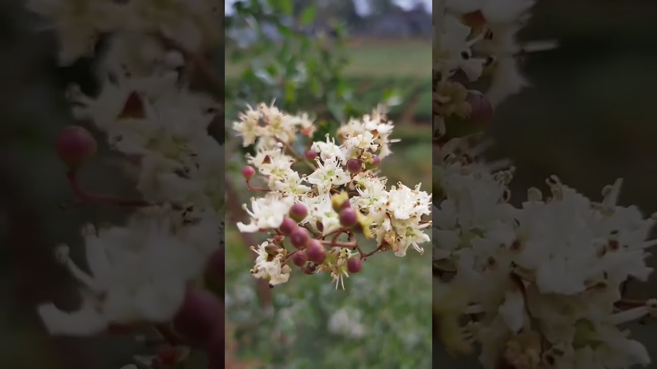 Ini adalah tanaman Henna ( nama latinnya Lawsonia Inermis ). untuk jadi ...