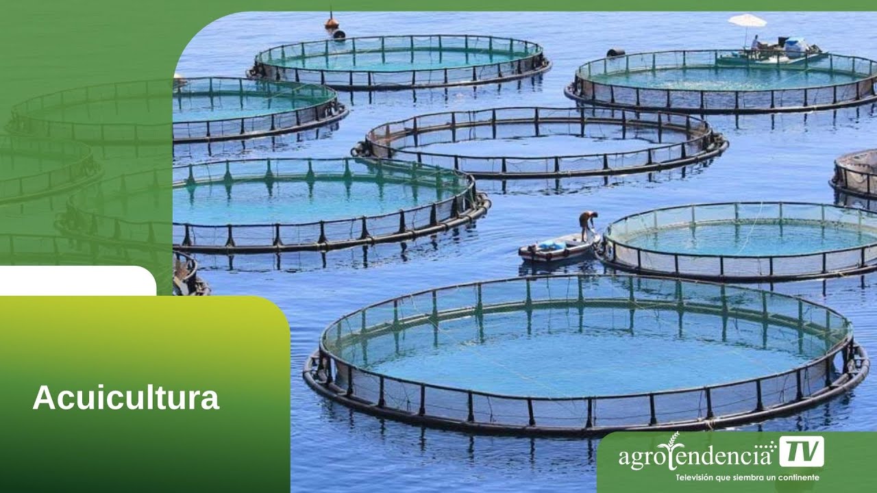 ACUICULTURA EN 2 MINUTOS - YouTube