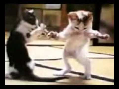 watsapp ucun gulmeli video