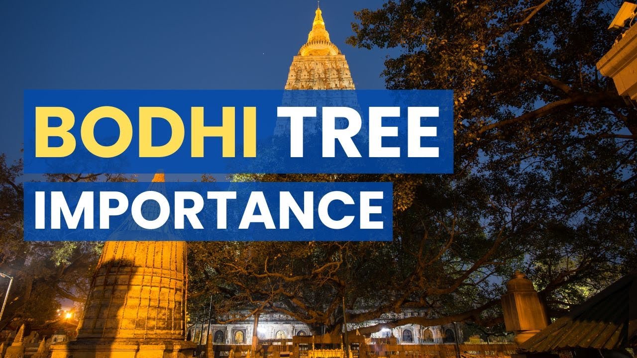 Significance of Bodhi Tree at Bodh Gaya - YouTube