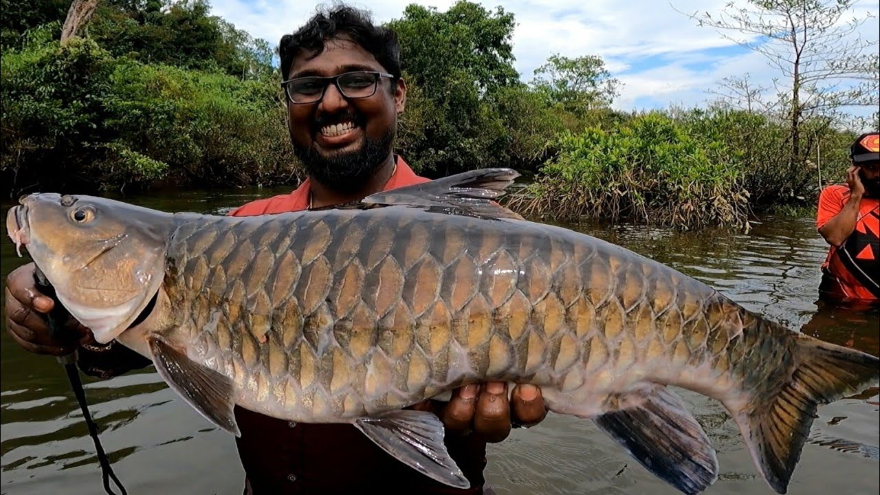 ചൂണ്ടയിൽ അടിച്ച മീൻ കണ്ട് ഞെട്ടി... Golden masheer കേരളത്തിലോ 😵Masheer ...