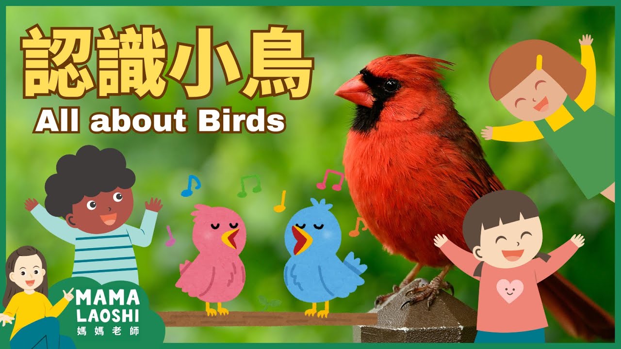 All about BIRDS for Kids in CHINESE 🦜認識小鳥| How birds fly 鳥怎麼飛| ANIMAL ...