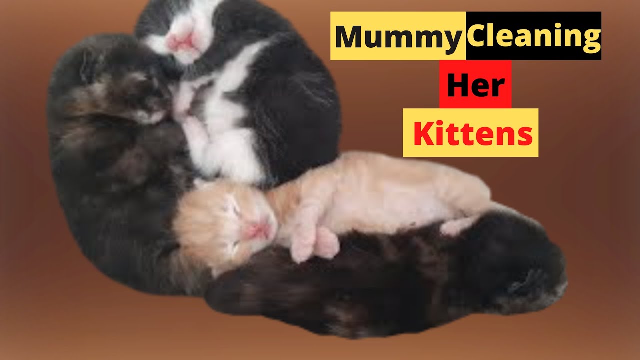 Mummy cleaning her kittens while they suckle | Cute baby cat video 2020 ...