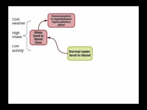 Human homeostasis: Part 2 - regulation of water and salts - YouTube