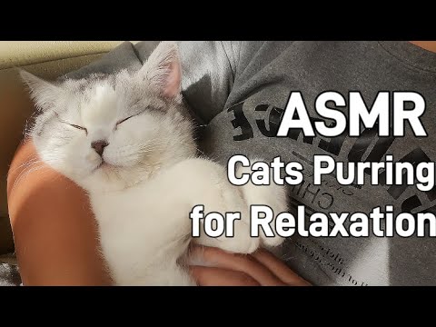 ASMR: Cats Purring for Relaxation and Deep Sleep - YouTube