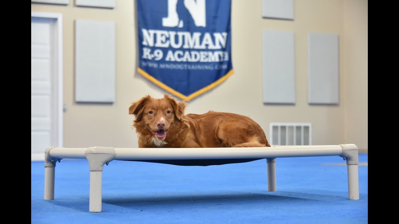 Sydney (Duck Tolling Retriever) Boot Camp Dog Training Video ...