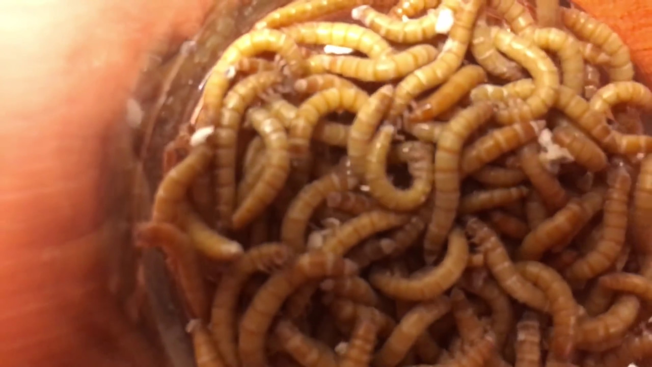 First time eating the worms I've been growing - YouTube