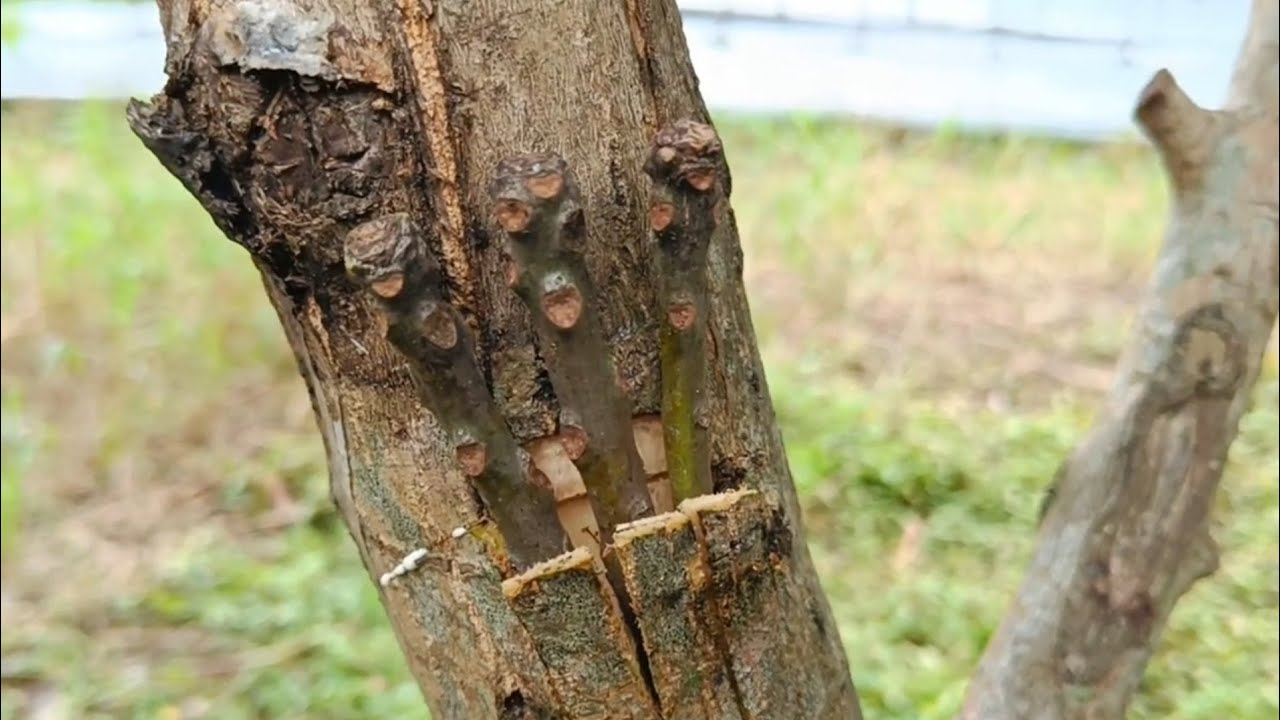 Summer grafting to the crown of a fruit tree - YouTube