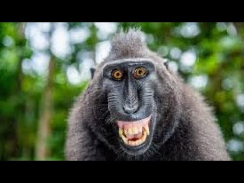 Monkey edit for @JustColdGaming - YouTube