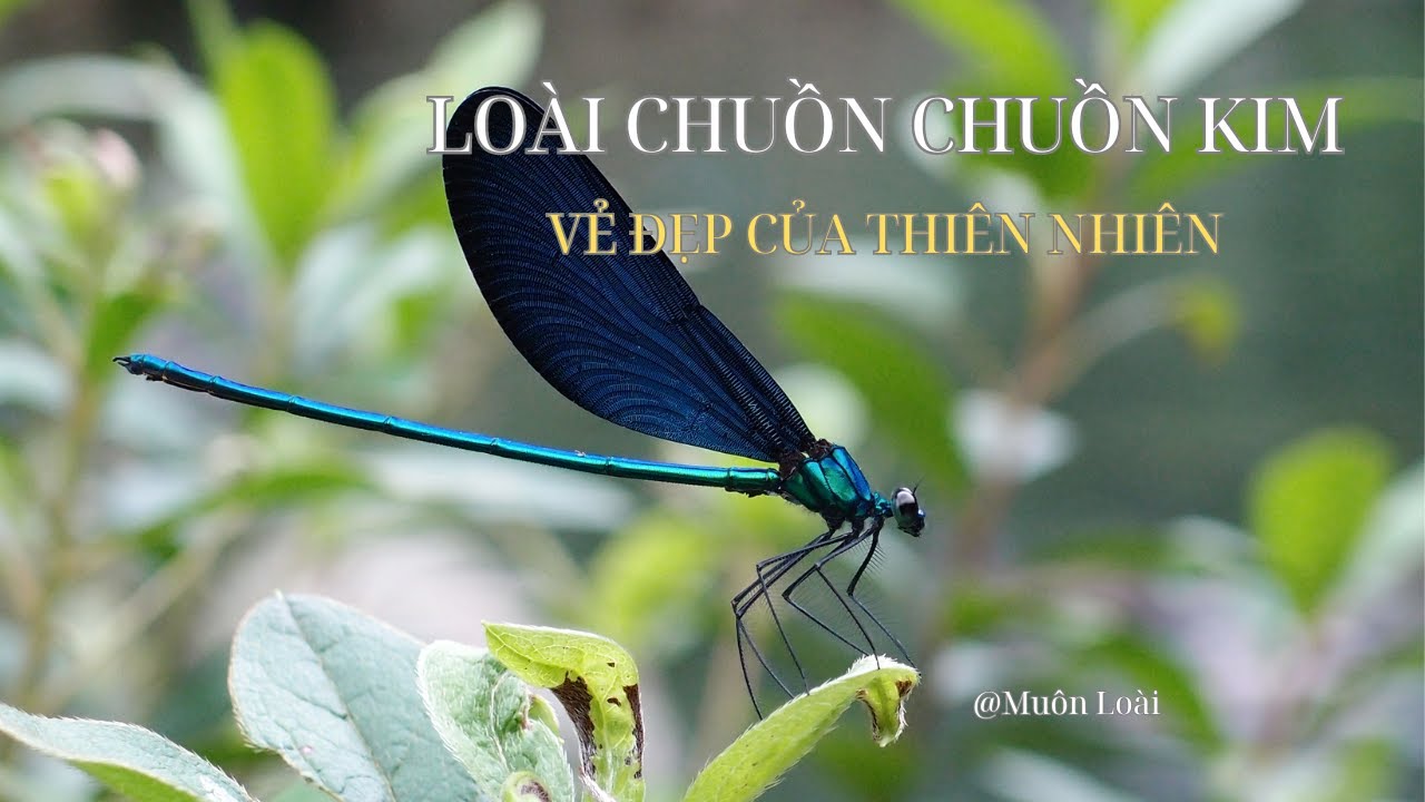 Nhật ký Muôn loài. Loài Chuồn Chuồn Kim: vẻ đẹp của thiên nhiên - YouTube