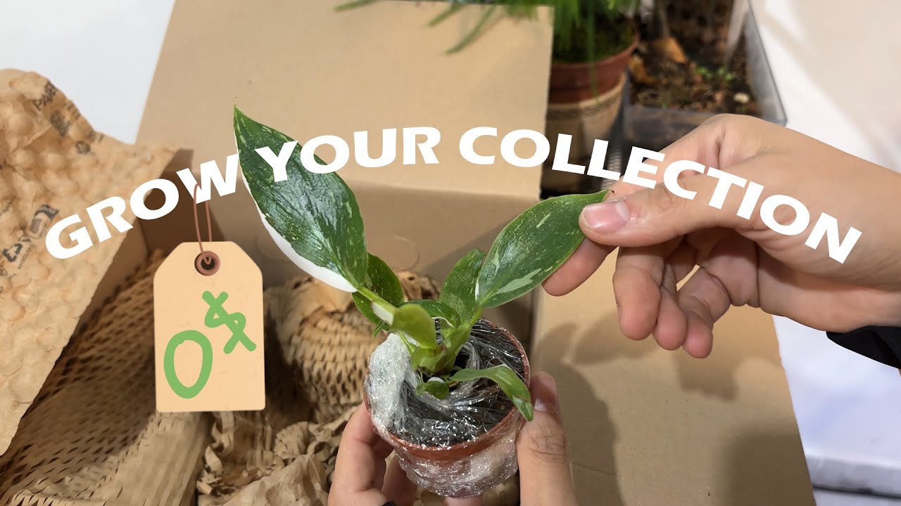 4 ways How to Grow Your Rare Houseplant Collection Almost for FREE ...