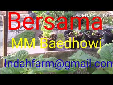 Intip mengintip pekarangan eps 8 Seledri
