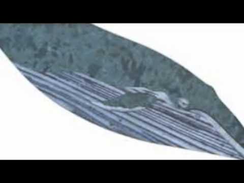 Steve Jenkins Author Study - YouTube