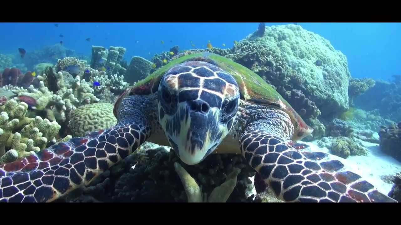 PADI Keep Diving - YouTube