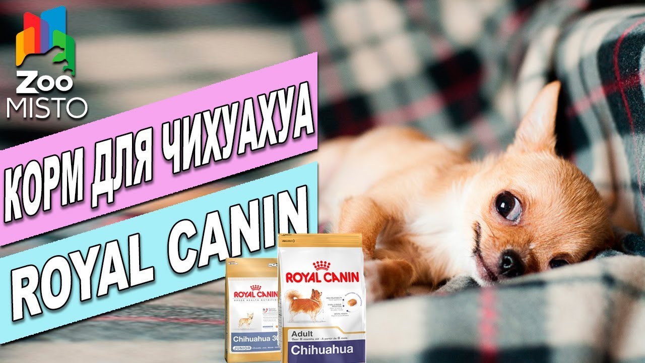 Корм для собак Роял Канин Чихуахуа| Обзор Корма Роял Канин | Royal ...