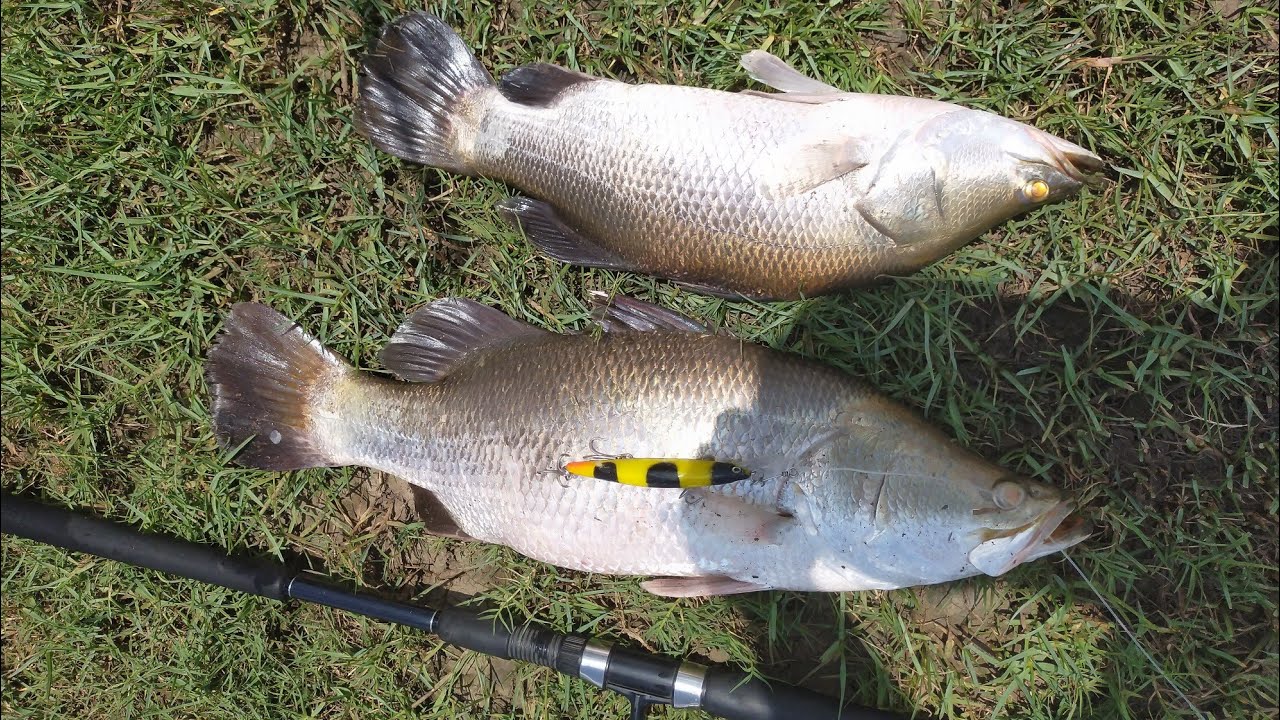 fishing | barramundi fishing - YouTube