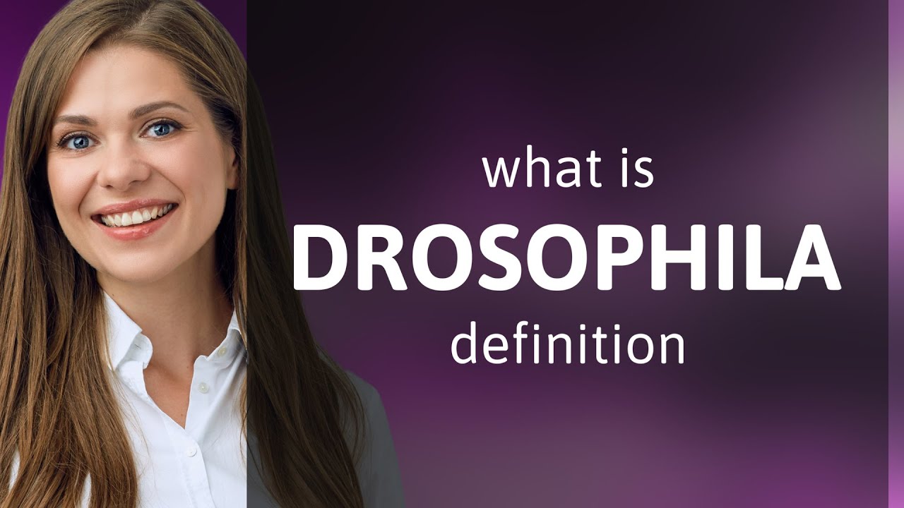 Drosophila • what is DROSOPHILA meaning - YouTube
