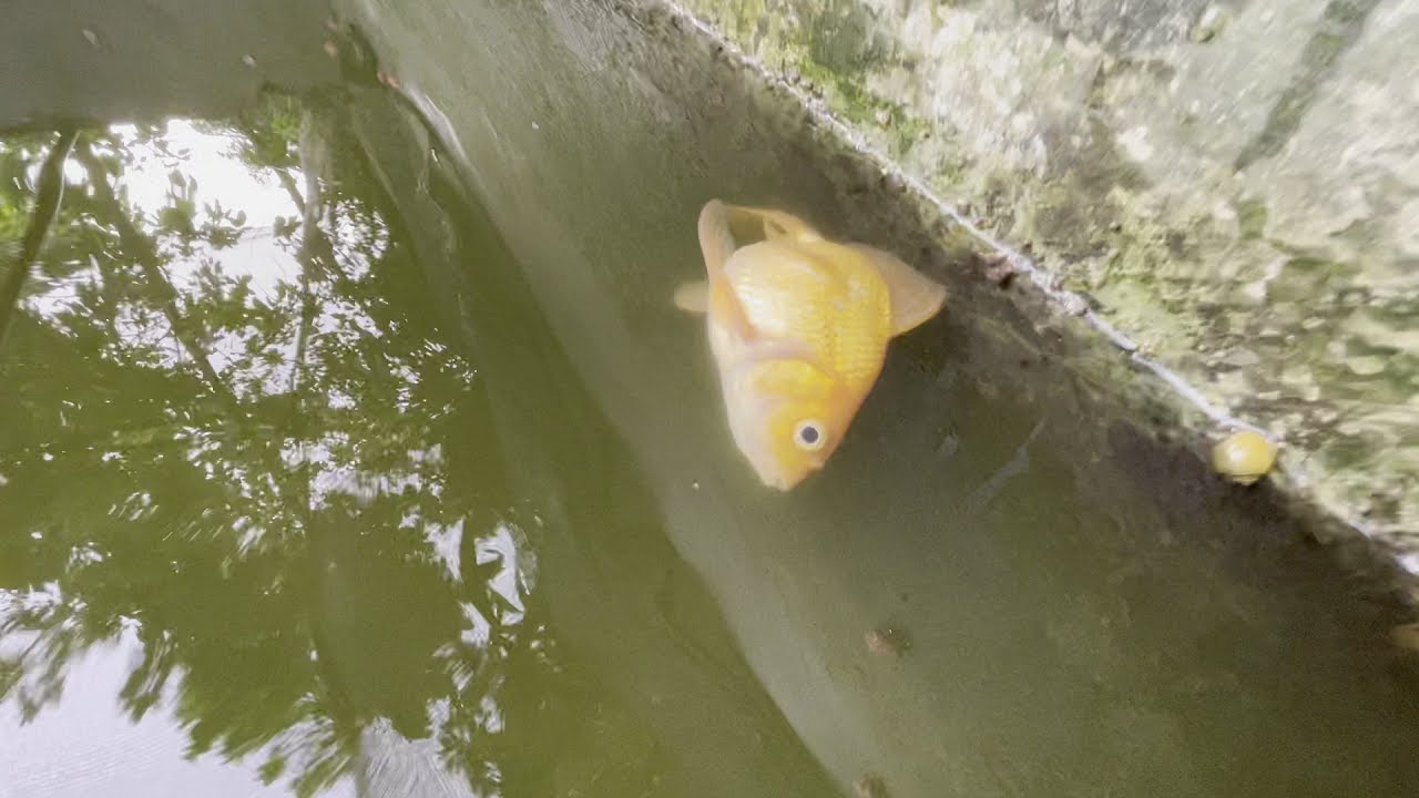 Pez Mascota Muerto