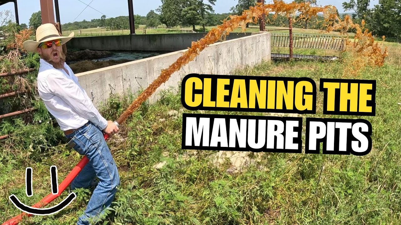 Cleaning The Manure Pits - Smiling Bovine Ranch - YouTube