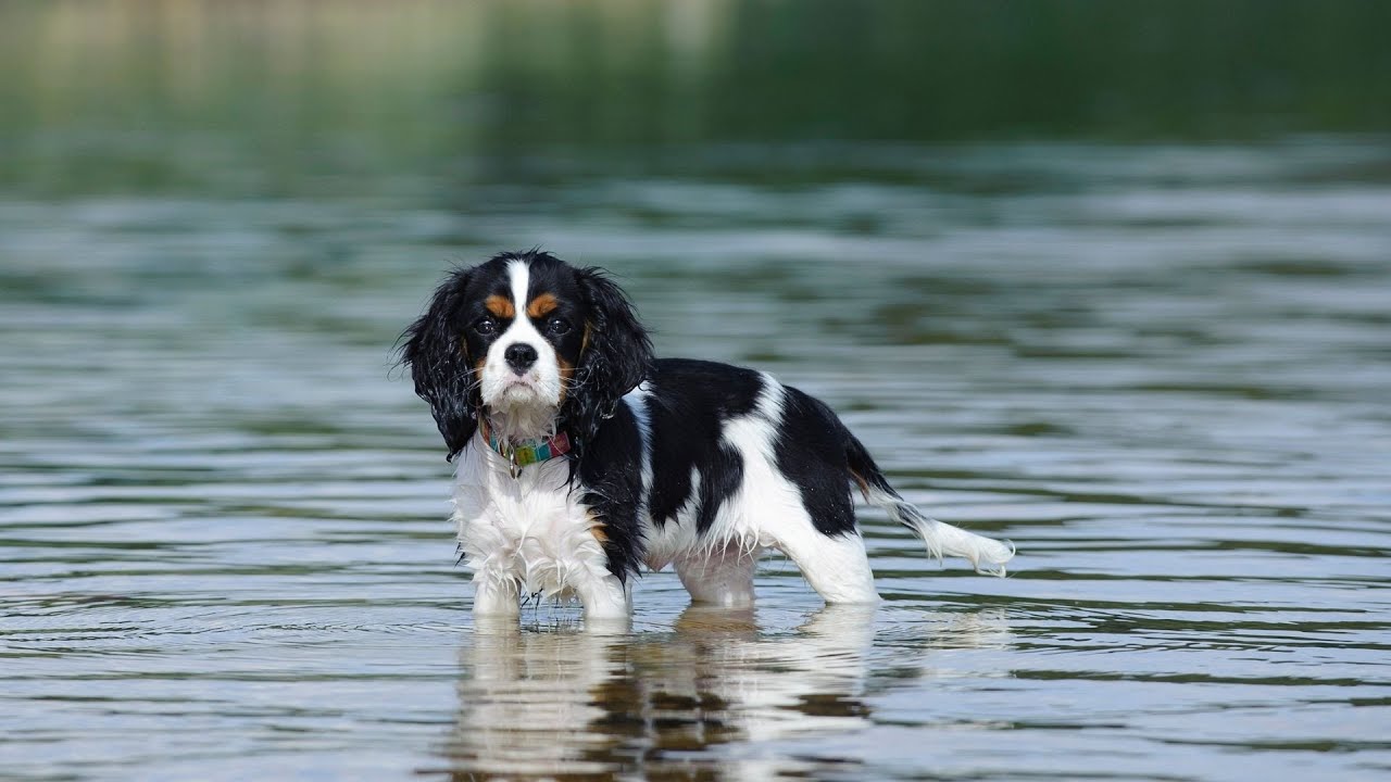 Cavalier Spaniel s Got Talent Howling Harmonies Encore! - YouTube
