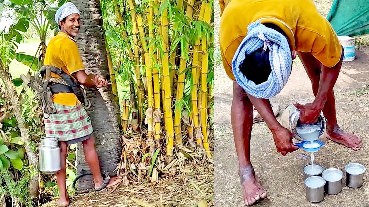 How to Collect Neera from Toddy Palm Tree - Is drinking fresh neera ...
