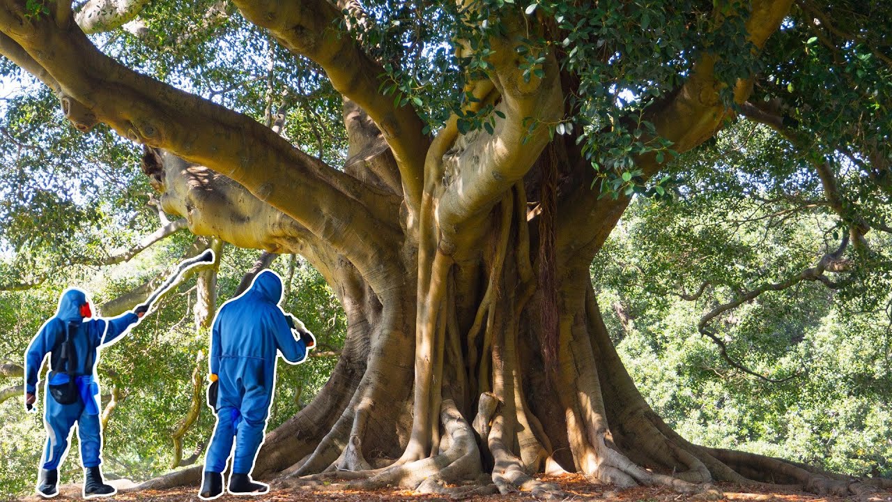 How to Kill a Ficus Tree - YouTube