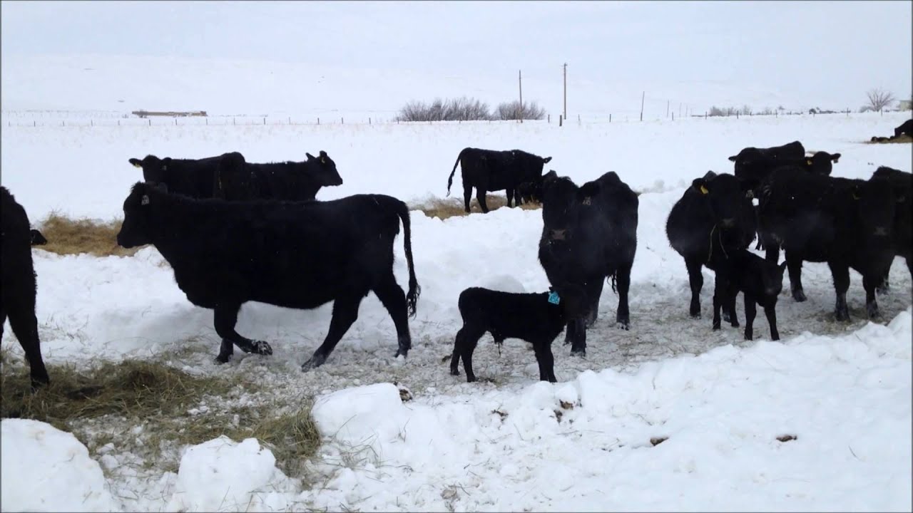 Pine Coulee Angus, 2015 1st Calf Heifers -1 - YouTube