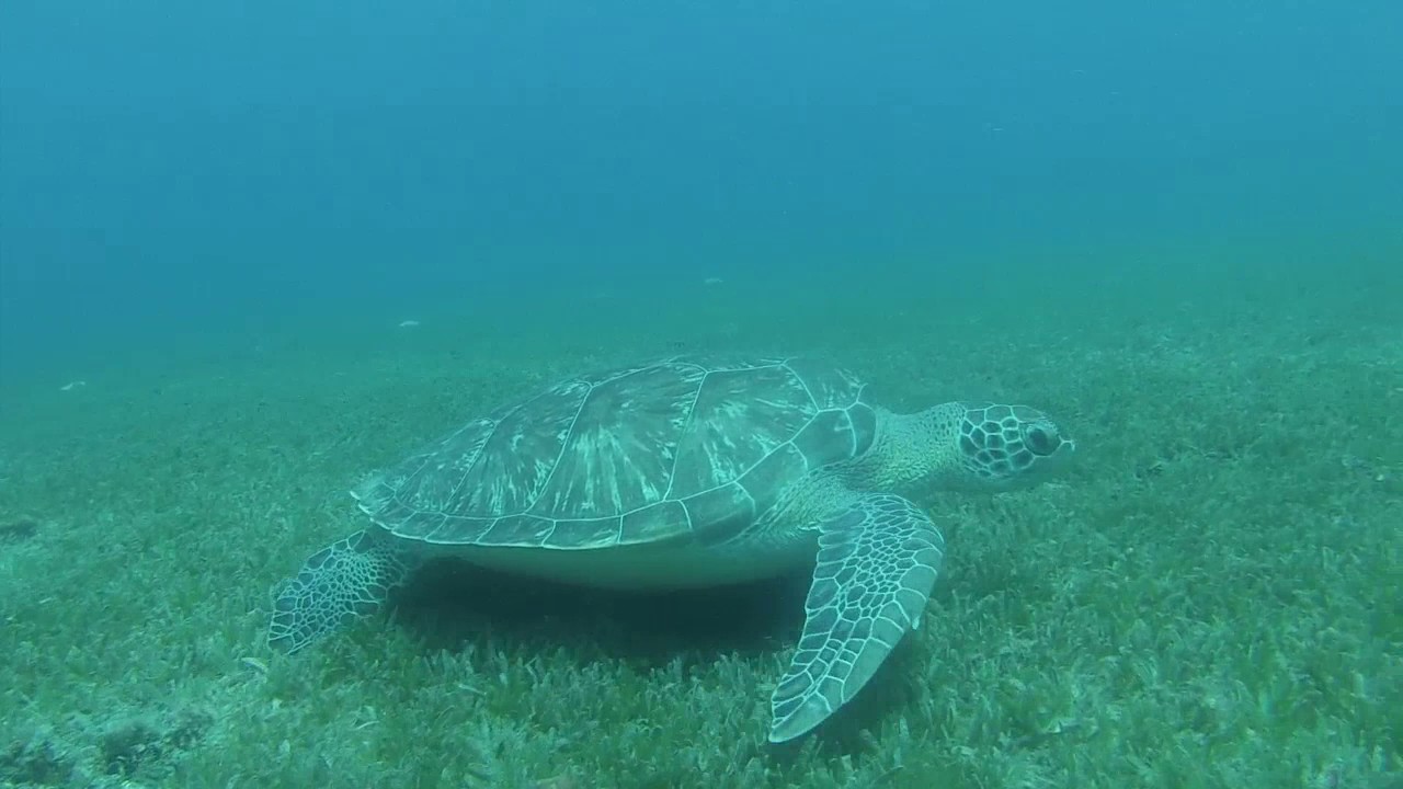 Plongée à la Coucoune - Saint Pierre (Martinique) - mars 2017 - YouTube
