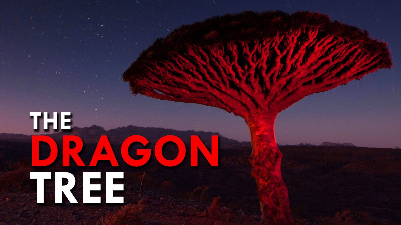 Dragon Blood Tree: One Of The Rarest Trees In The World - YouTube
