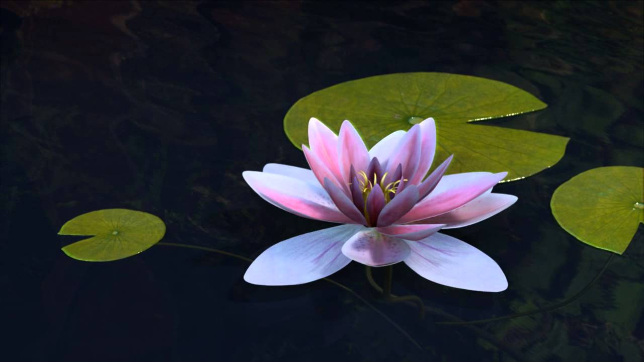 Water Lily Texture - YouTube