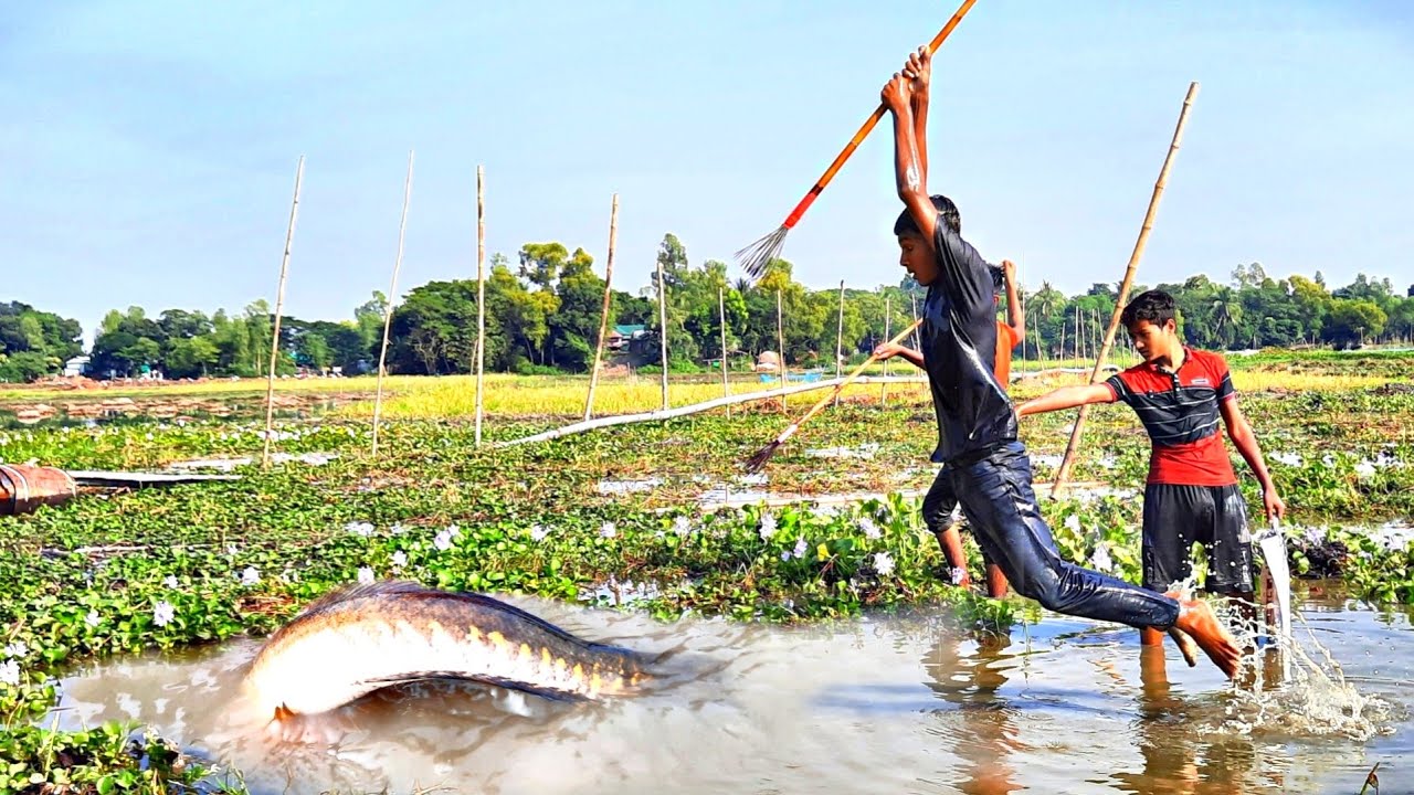 Traditional Tata Fishing -3 Boys catching Big Showl Fish By Tata In Mud ...