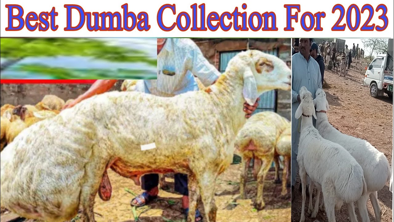 Best Dumba Collection For 2023 - YouTube