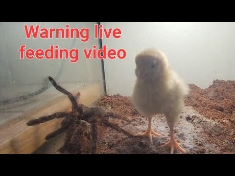 Goliath bird eating tarantula eating baby chick ⚠️ warning live eating ...