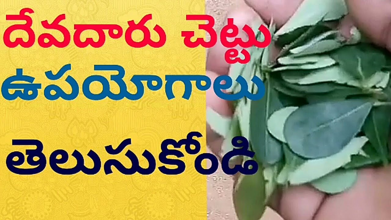 దేవదారు చెట్టు (Devadaru plant) ఉపయోగాలు ayurvedam - YouTube