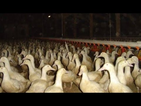 Goose Farming Technology Produces Meat and Foie Gras || Foie Gras processing in Factory