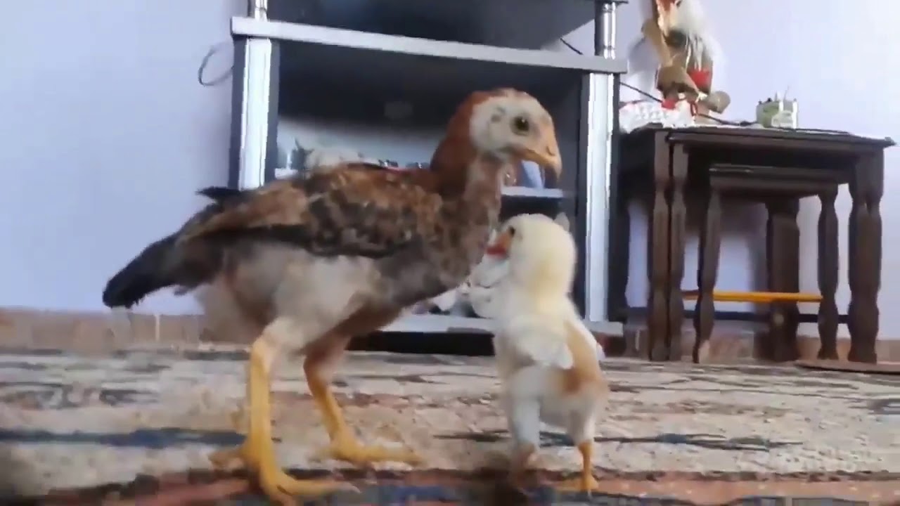 Piskopat Civciv - YouTube