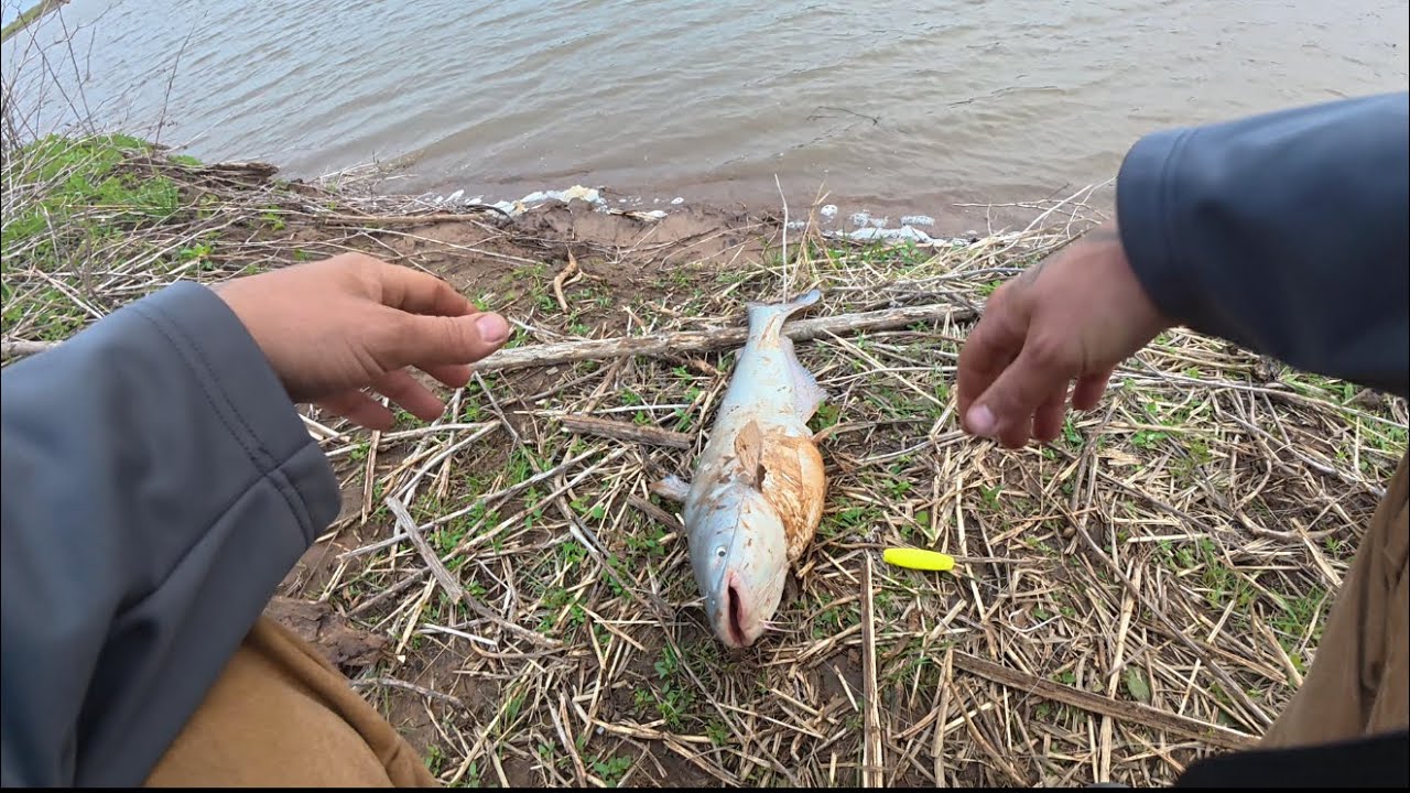 Let’s catch another one - YouTube