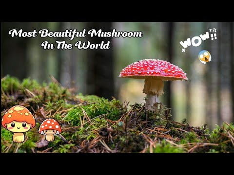 Beautiful Fungi In Nature 🍄🌱🍃||Most beautiful mushroom In The World ...