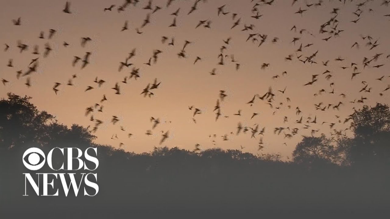 "They're everywhere!": Inside the world's largest bat colony - YouTube