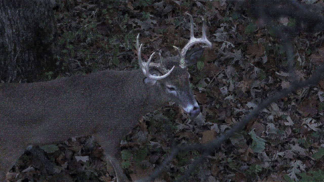 GREAT RUT STANDS - Hunting Thermal Hubs - YouTube