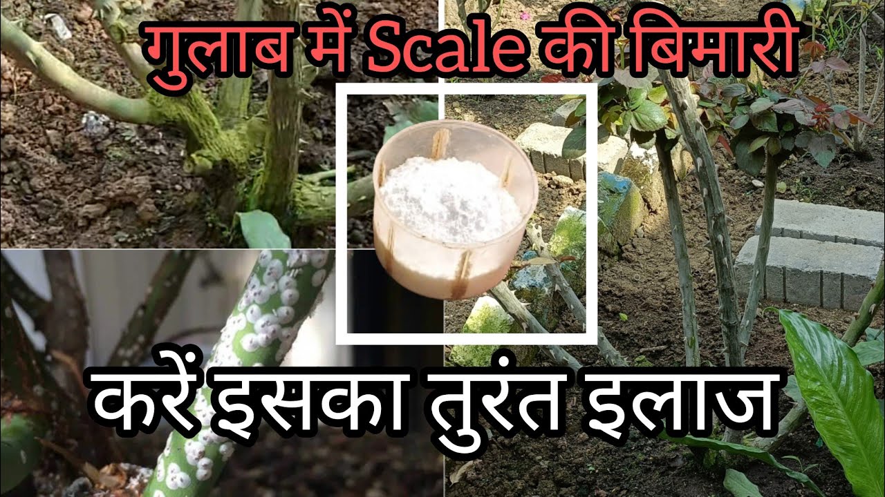 What is Best Treatment for Scale on Rose Plants || मरता हुआ गुलाब तुरंत ...