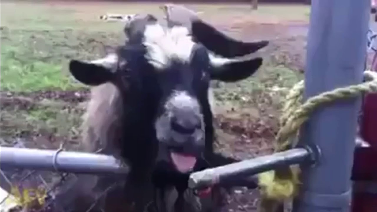 Top 5 funny Goat Make Noise :) - YouTube