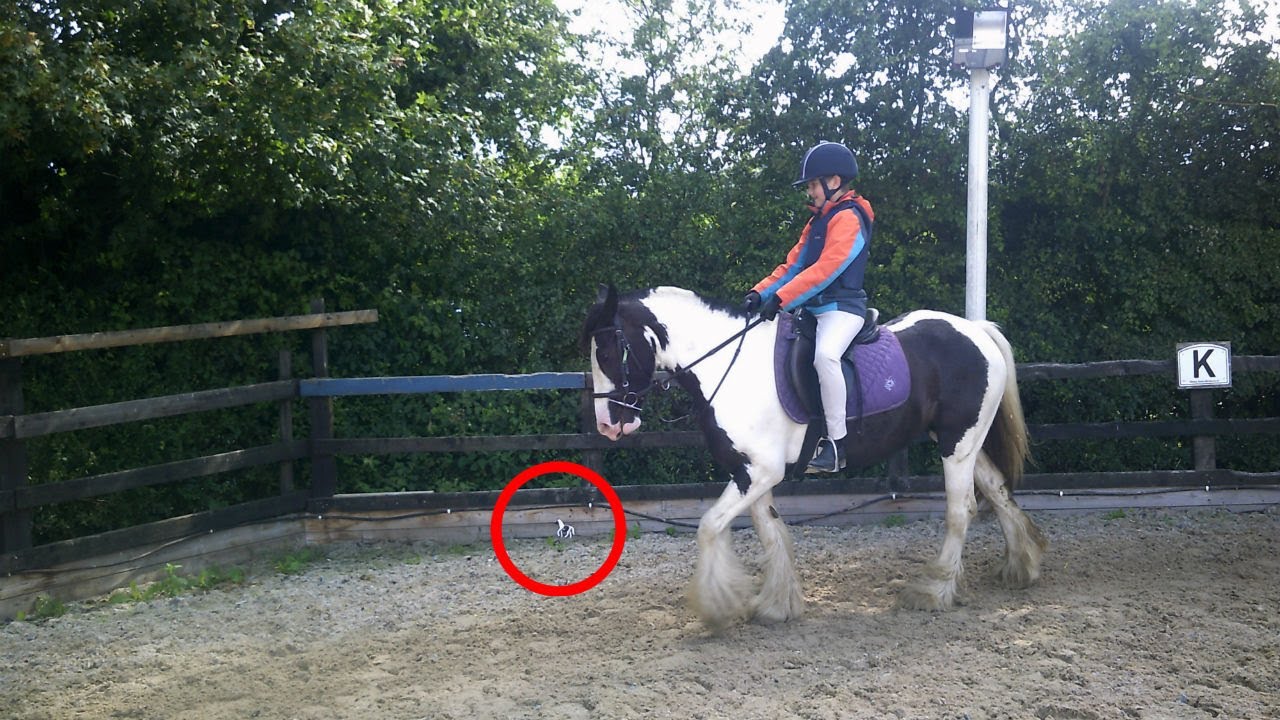 Nobody Can See All The Hidden Toy Horses!!! Optical Illusion!!! Brain ...