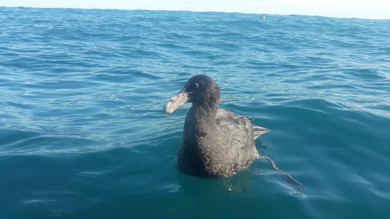 Giant Petrel showing eager interest in our fishing activities - YouTube