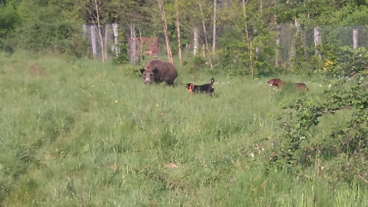 chasse au sanglier 2016 - YouTube