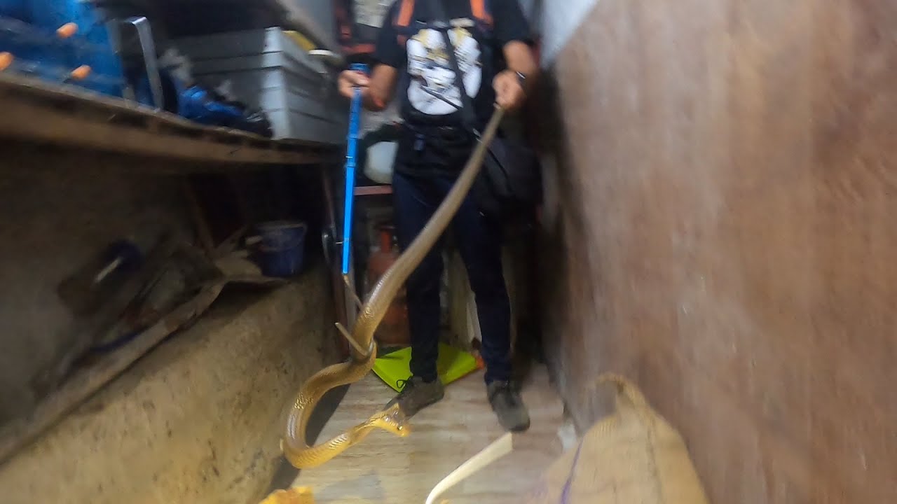 Cobra rescue @Chhingaveng - YouTube