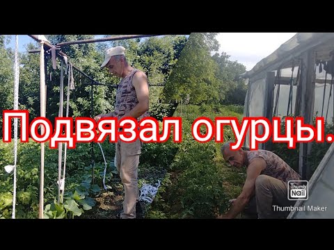Подвязал огурцы быстро и просто.#дача#огурцы#теплица - YouTube