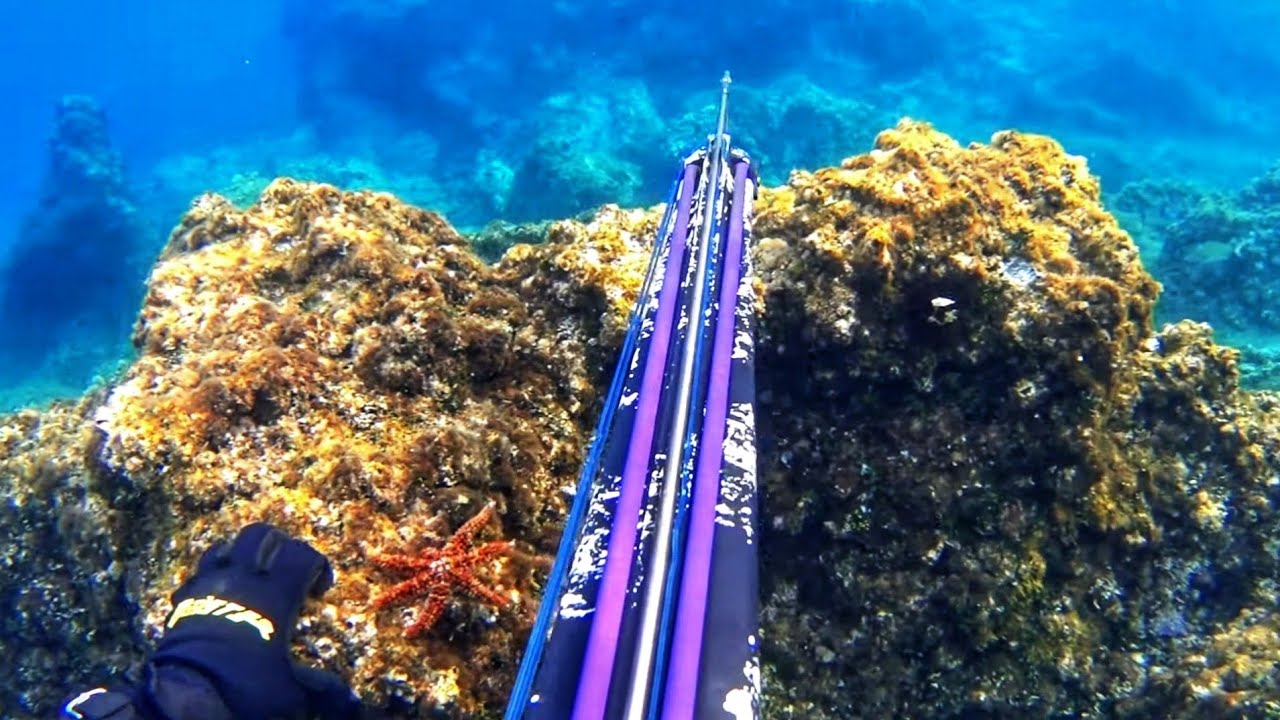 ΤΟ ΠΙΟ ΤΥΧΕΡΟ ΨΑΡΙ ΤΟΥ ΚΟΣΜΟΥ! THE LUCKIEST FISH IN THE WORLD! - YouTube