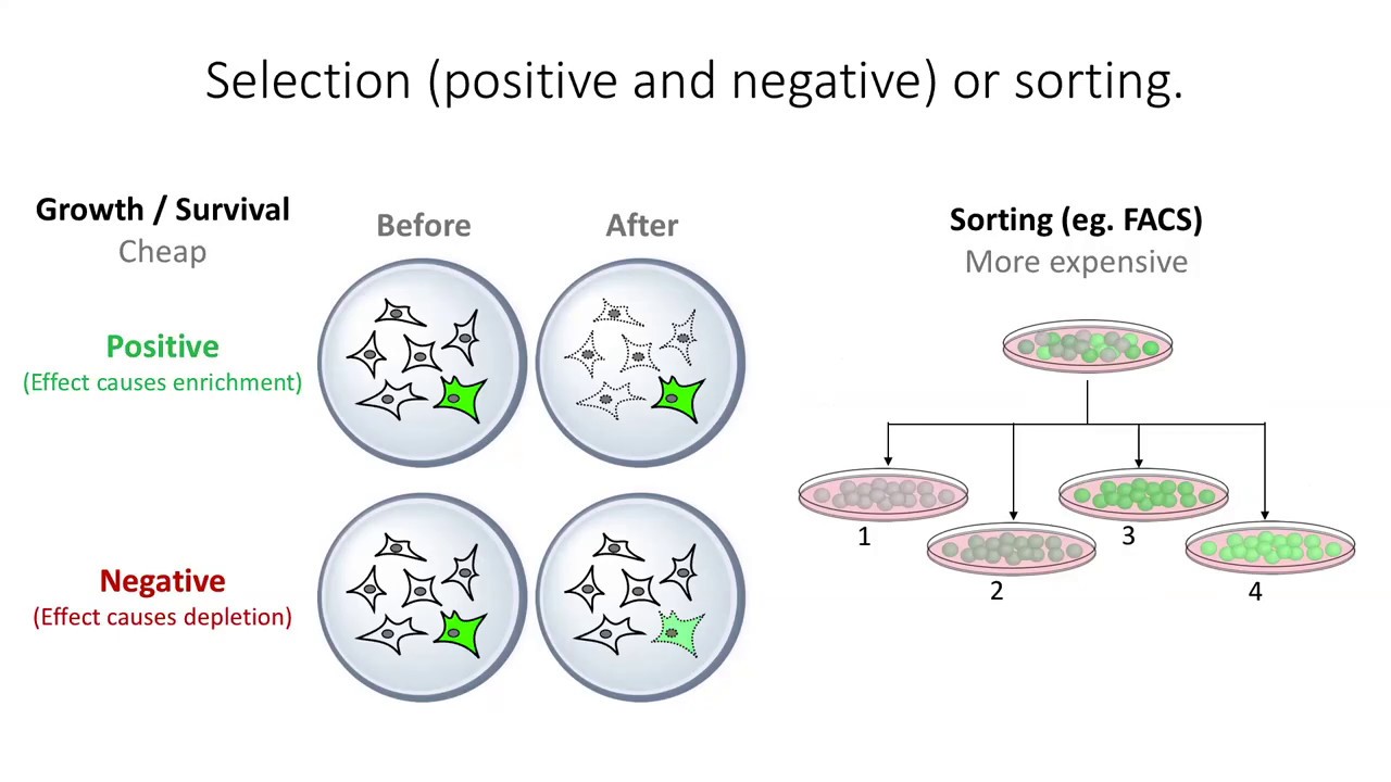Deep Mutational Scanning, Dr. Kenny Matreyek - YouTube